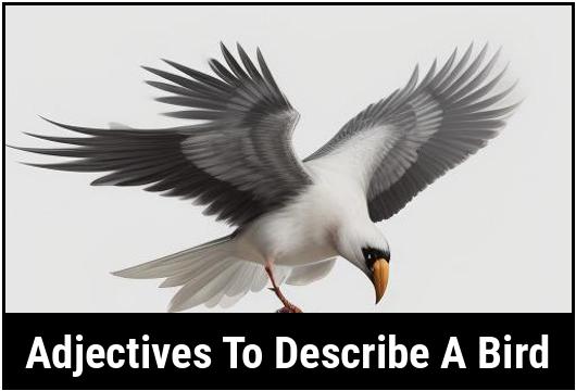 31 Adjectives To Describe A Bird