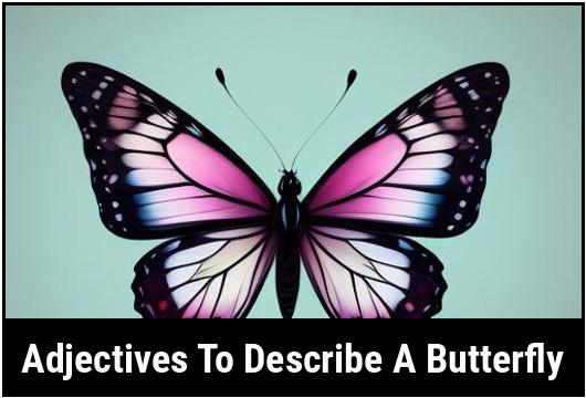 31 Adjectives To Describe A Butterfly