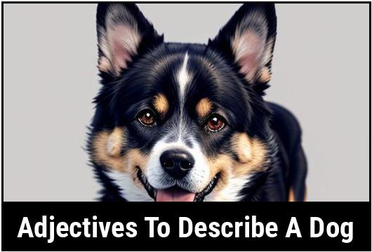 51 Adjectives To Describe A Dog