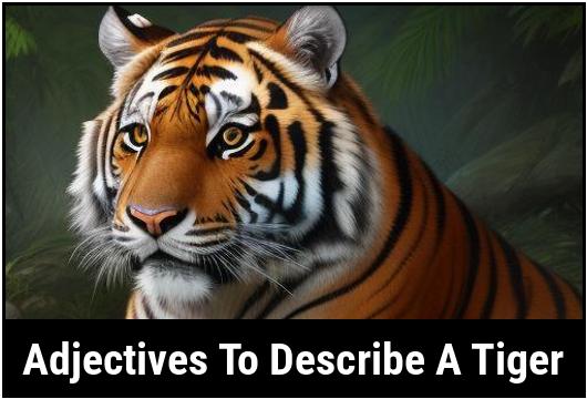 31 Adjectives To Describe A Tiger