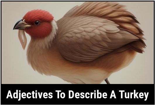 51 Adjectives To Describe A Turkey