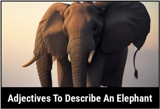 31 Adjectives To Describe An Elephant