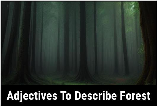 31 Adjectives To Describe Forest